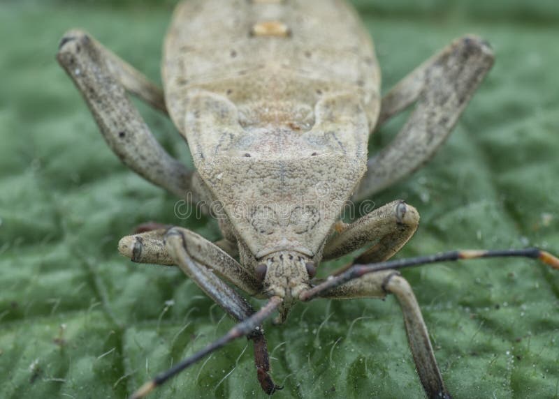 Close Up Shot of Brown Coreid Leaf Footed Bug Stock Image - Image of ...