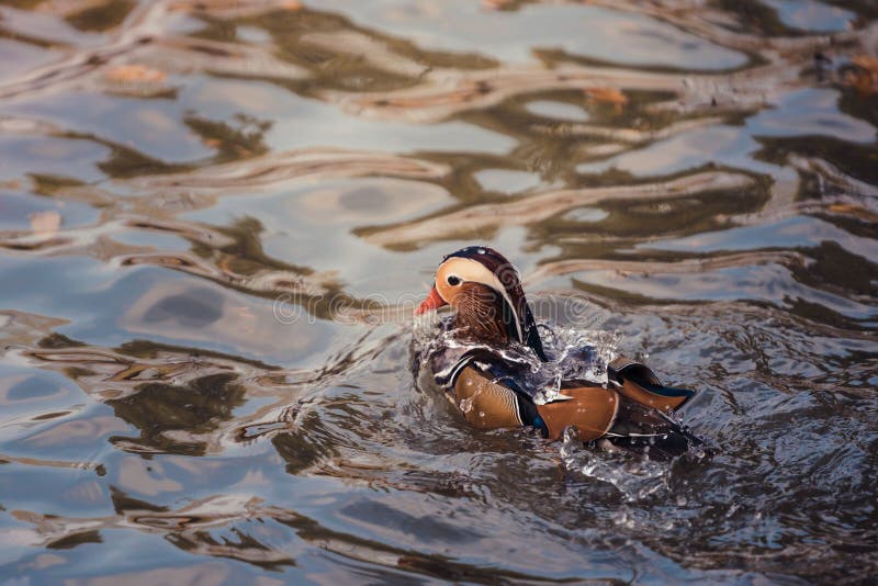 Close-up Shot of a Brown Duck in a Water Stock Image - Image of duck ...