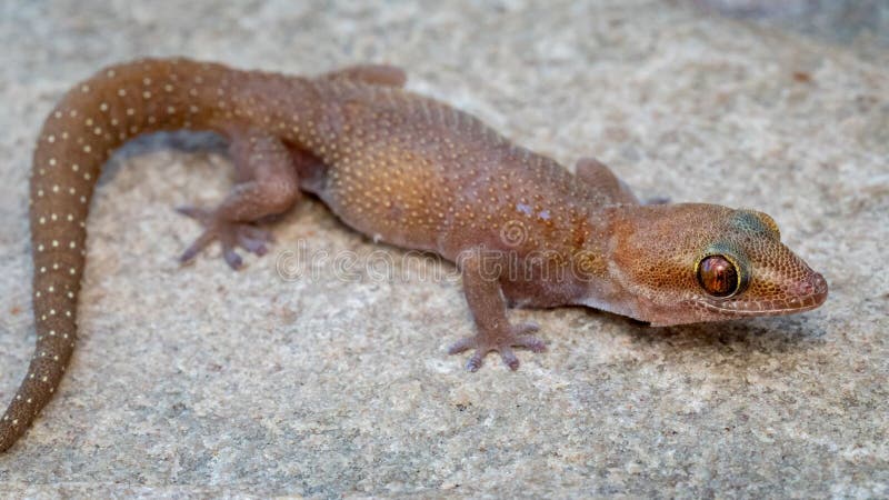 Close-up Shot of a Brown Gecko on a Rock Surface Stock Photo - Image of ...