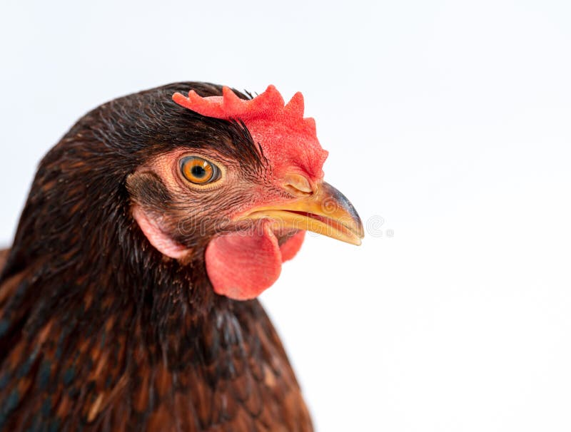 Close-up Shot of Brown Hen`s Face Stock Image - Image of farming, farm ...