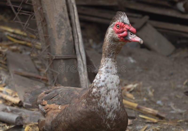 Close Up Shot of a Brown Muscovy Duck Stock Photo - Image of color ...