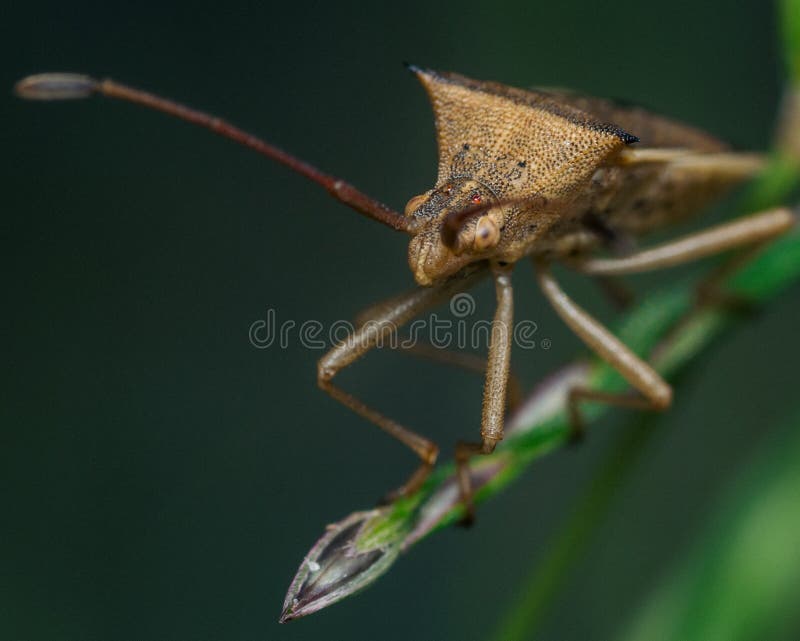A Brown Shield Bug Resting on a Tip of a Green Grass. Close Up Macro ...