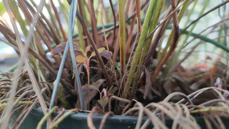Close-up Shot of Brown Stalks in a Pot Stock Image - Image of growth ...