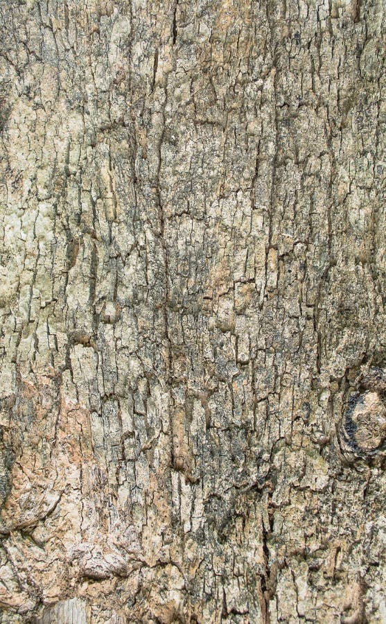 Close Up Shot of Brown Tree Bark Texture Stock Image - Image of detail ...