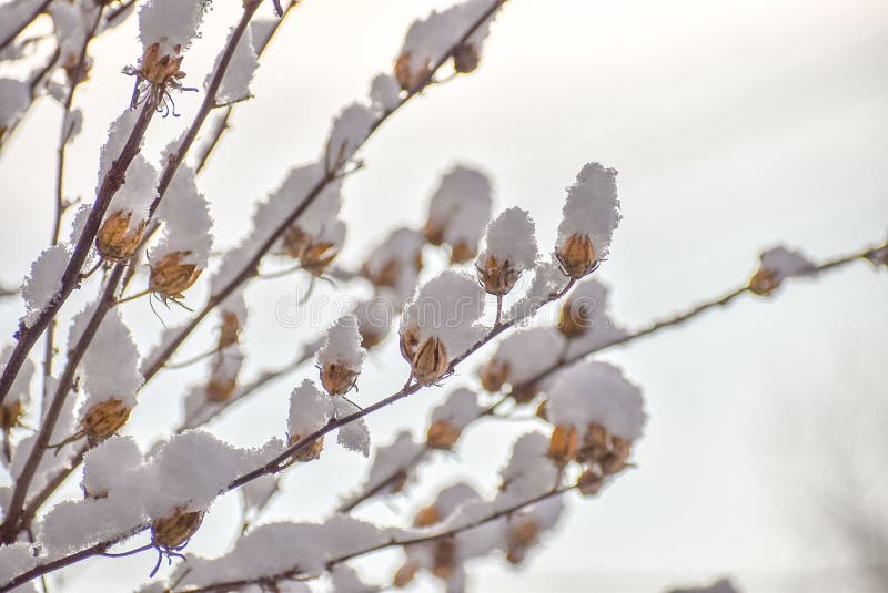 Close-up Shot of the Brown Tree Branches Covered by Snow Under the ...