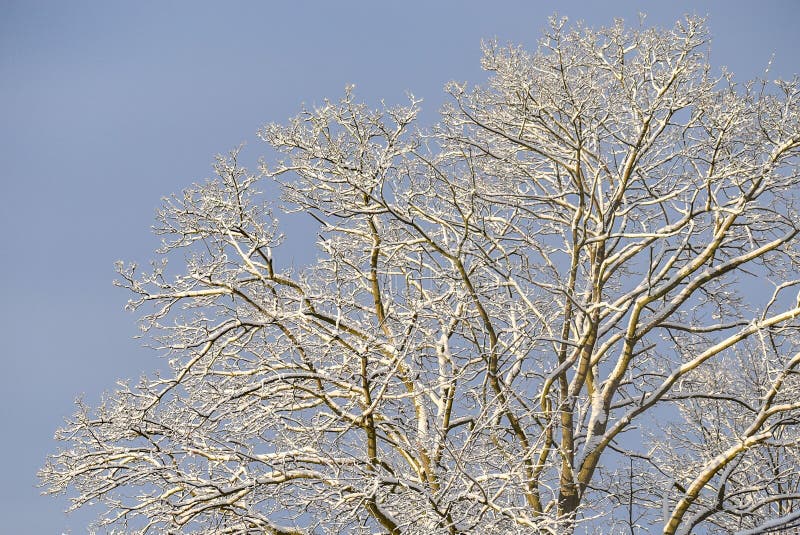 Close-up Shot of the Brown Tree Branches Covered by Snow Under the ...