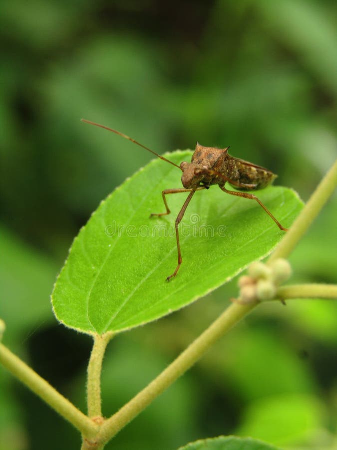 Close Up Shot of Bug on Big Leaf. Stock Photo - Image of shot, leaf ...