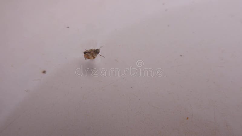 Close-up Shot of a Bug Floating on a Clear, Calm Water Surface. Stock ...
