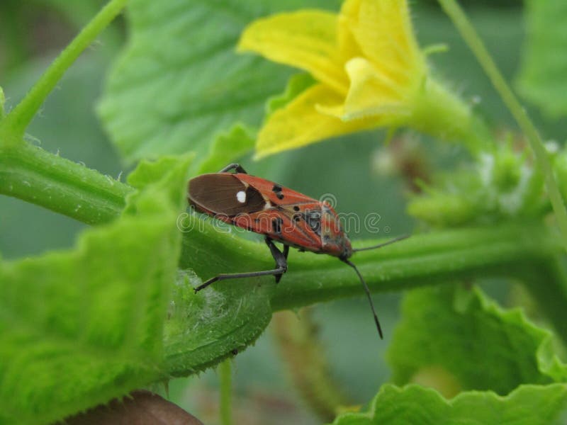Close Up Shot of Bug on Plant. Stock Photo - Image of leaf, wildlife ...