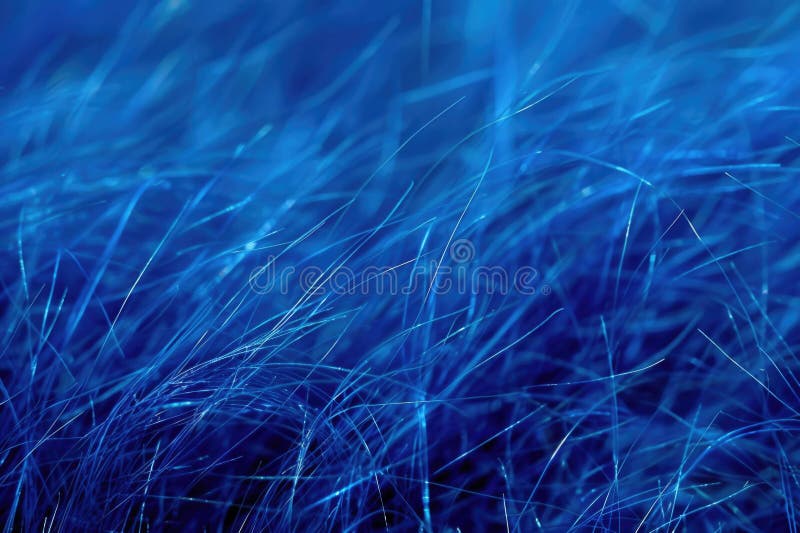 A Close-up Shot of a Bunch of Blue Grass with Natural Texture and Color ...
