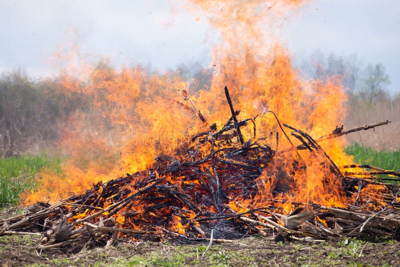 Close-up Shot of Burning Corn Stems Stock Photo - Image of orange, farm ...