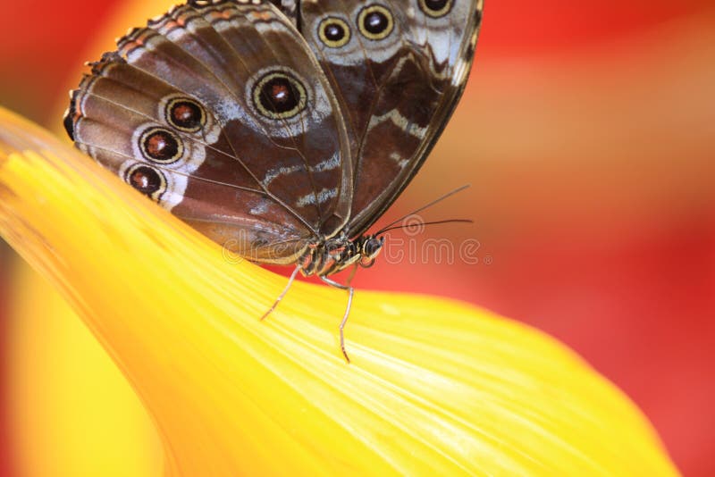 Close up shot of butterfly stock photo. Image of shot - 47552956