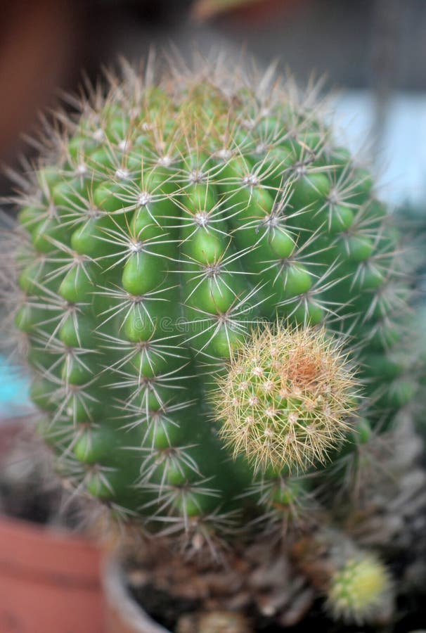 Close Up Shot of Cactus with Baby Cacti Stock Photo - Image of natural ...