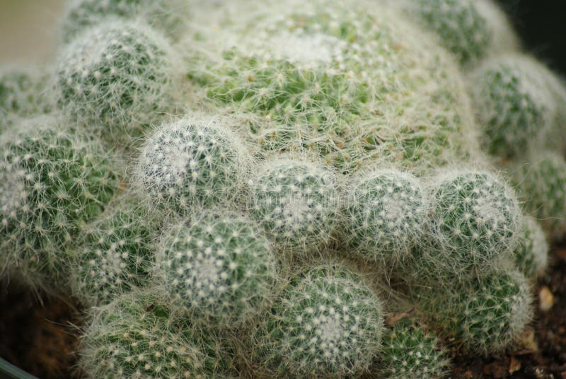 Cactus cluster stock photo. Image of cactus, cacti, soft - 174798014