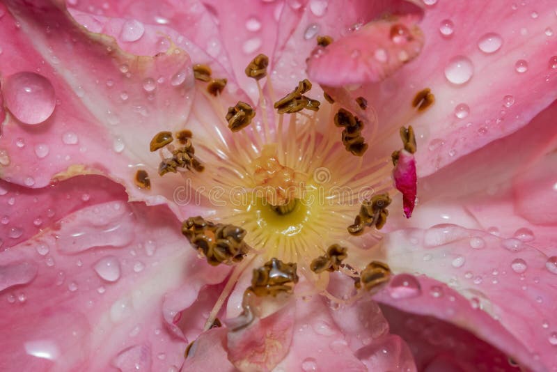 Close Up Shot of California Rose Flower Stock Photo - Image of droplets ...