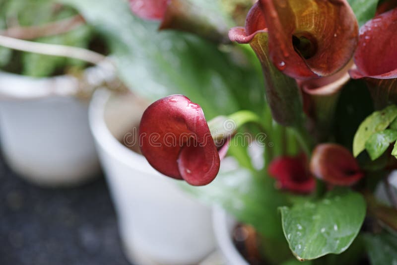 Close-up Shot of Calla Flowers Growing in a Pot Stock Image - Image of ...