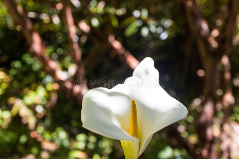 Close-up Shot of a Calla Growing in a Garden Stock Photo - Image of ...