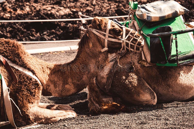 Close-up Shot of a Camel with a Mask Sitting and Looking at the Desert ...