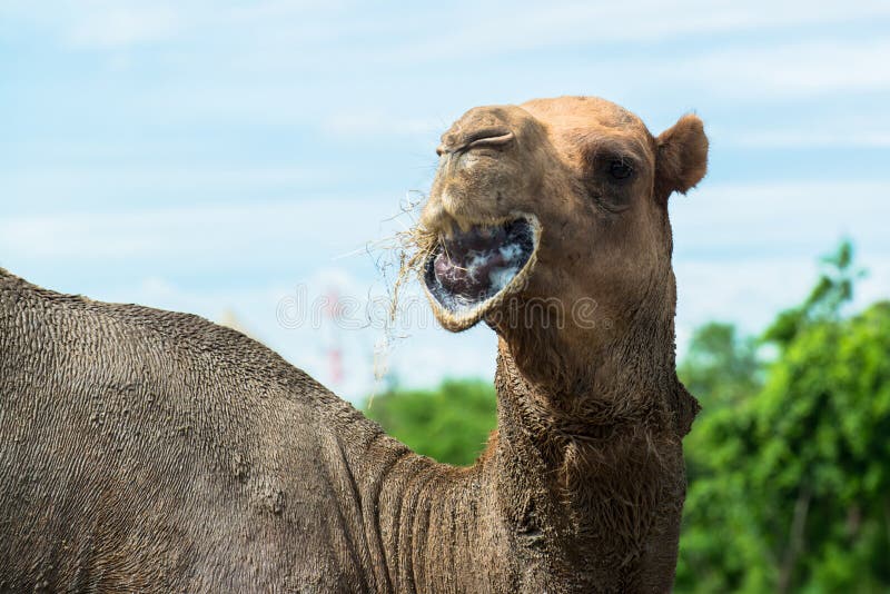 Angry camel stock photo. Image of mammal, wildlife, animal - 23888464