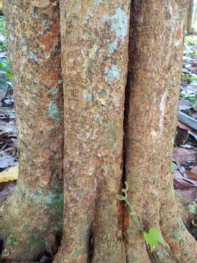 This Close-up Shot Captures the Intricate Network of Roots and the ...