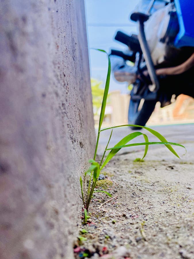 Resilience: Grass Growing Against the Odds Stock Photo - Image of ...