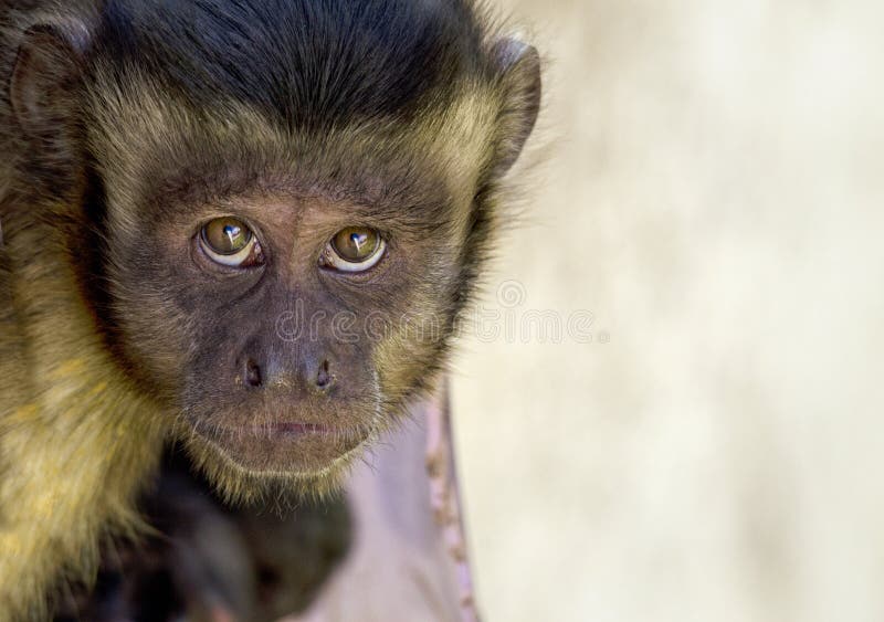 Portrait of a Monkey stock photo. Image of close, portrait - 100603884