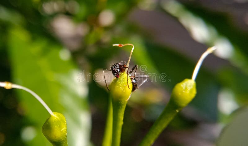 Close Up Shot of Carpenter Ant Stock Photo - Image of insect, animal ...