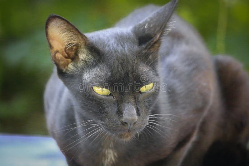Close Up Shot of a Cat Face Stock Photo - Image of shot, orange: 187991946