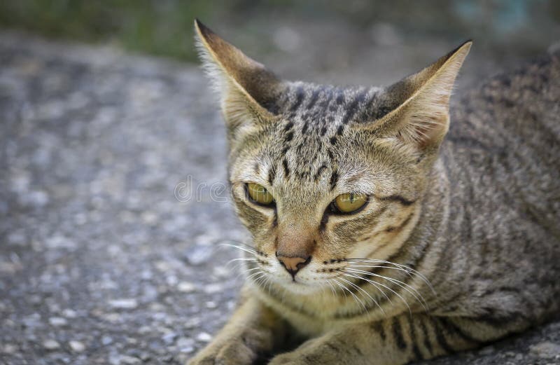 Close Up Shot of a Cat Face Stock Photo - Image of pedigreed, head ...