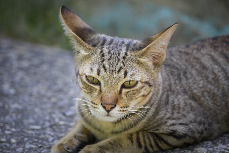 Close Up Shot of a Cat Face Stock Photo - Image of pedigreed, head ...