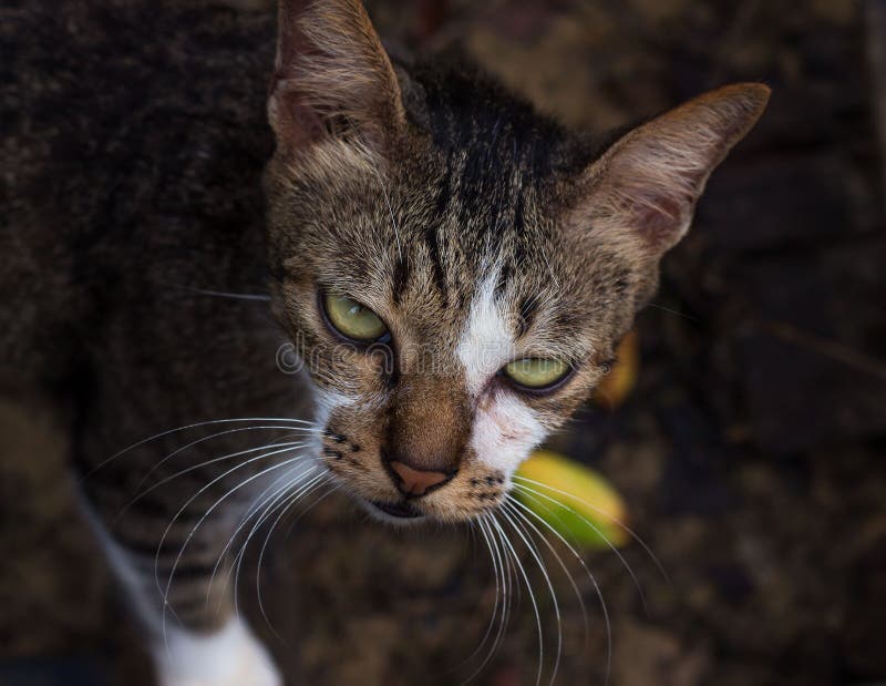 Close up shot on cat face. stock image. Image of feline - 38185677