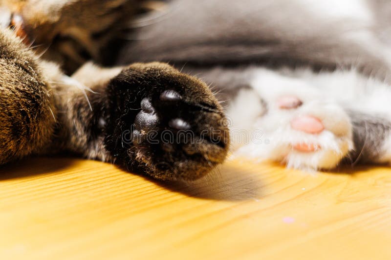 A Close-up Shot of Cat Paws, a Tabby and a White One, Gently Touching ...