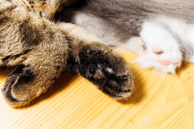 A Close-up Shot of Cat Paws, a Tabby and a White One, Gently Touching ...
