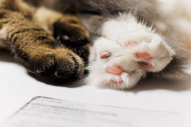 A Close-up Shot of Cat Paws, a Tabby and a White One, Gently Touching ...