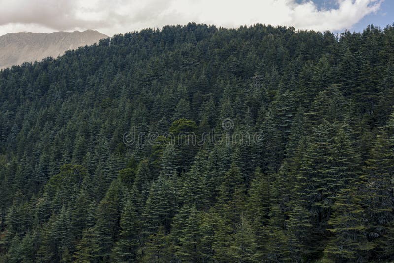 Close-up Shot of Cedar Forest in Antalya / Turkey Stock Photo - Image ...