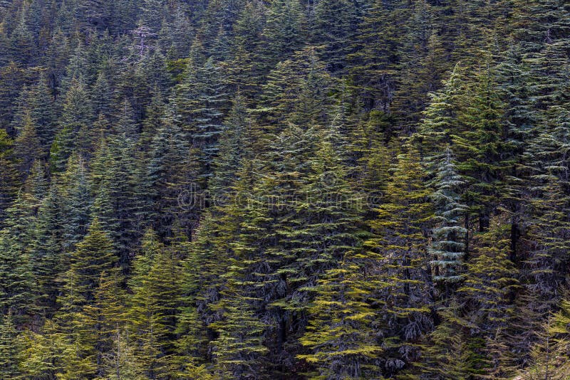 Close-up Shot of Cedar Forest in Antalya / Turkey Stock Image - Image ...