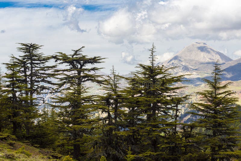 View of Cedar Forests and Tunc Mountain in Antalya - Turkey Stock Image ...
