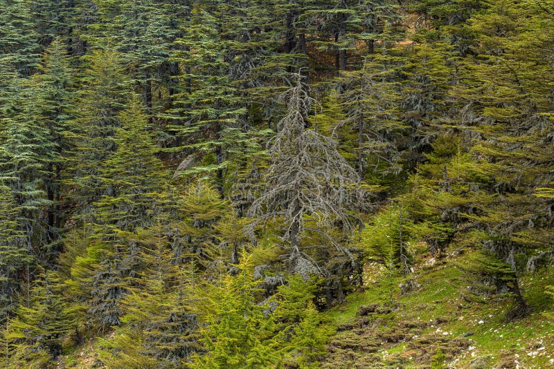 Close-up Shot of Cedar Forest in Antalya / Turkey Stock Photo - Image ...