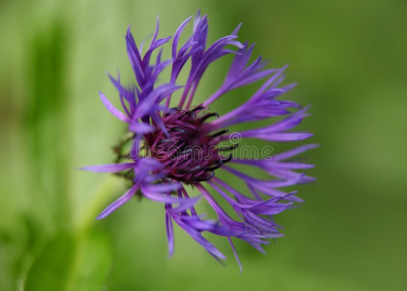 Centaurea flower stock photo. Image of summer, cornflower - 30102180