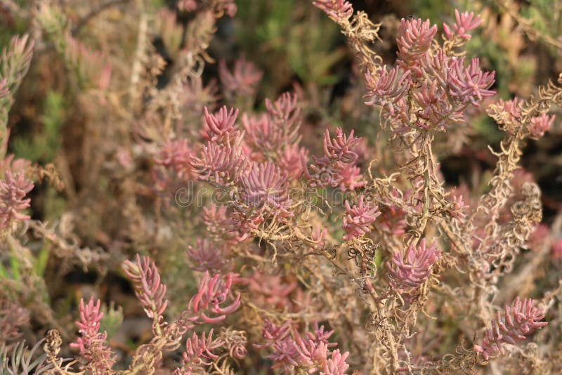 Close-up Shot of Cha Khram Leaf is a Herb Vegetable. Selectable Focus ...