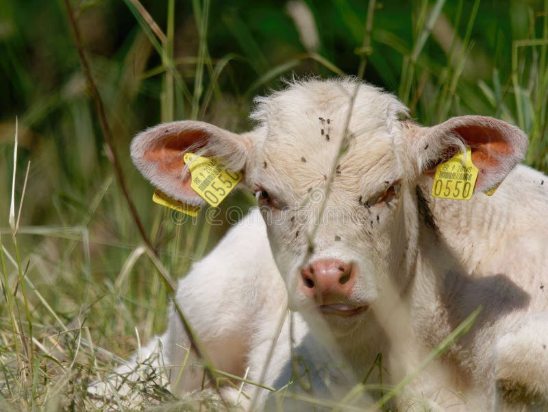 Close-up Shot of a Charolais Cattle Outdoors Stock Image - Image of ...