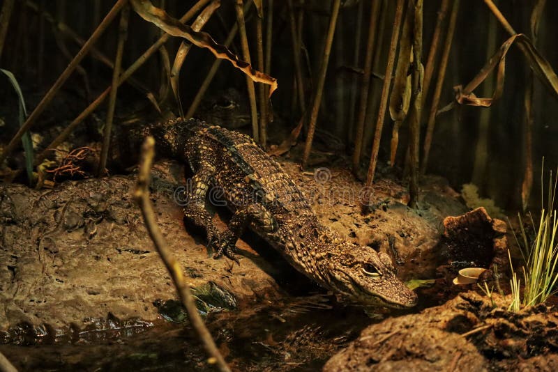 Close-up Shot of a Chinese Alligator Drinking Water from the River in ...