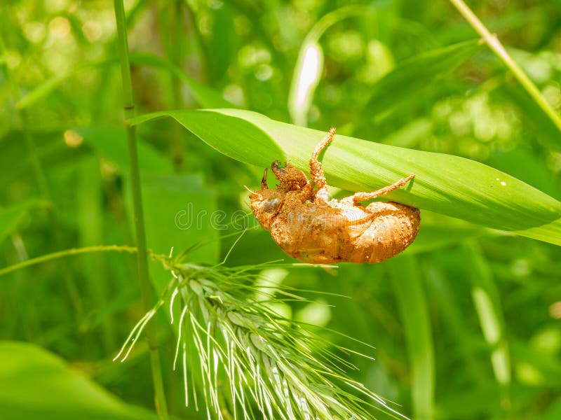 Close Up Shot of Cicada Shell Stock Image - Image of states, closeup ...