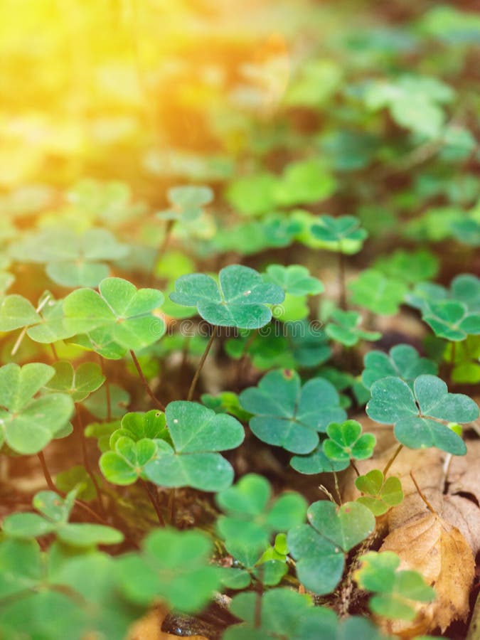 Close-up Shot of Clover Growing in the Woods Stock Image - Image of ...