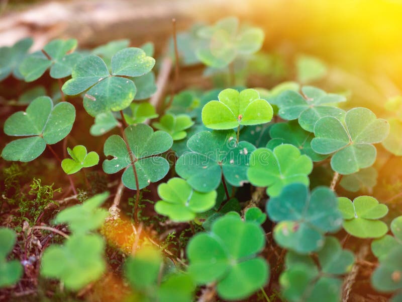 Close-up Shot of Clover Growing in the Woods Stock Photo - Image of ...