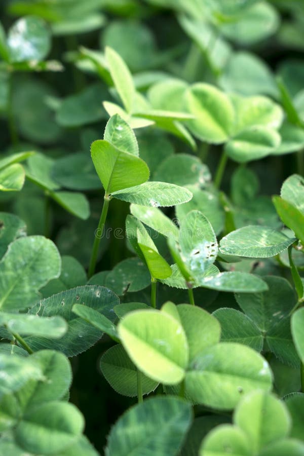 Close-up Shot of Clover in the Wild Stock Image - Image of plant ...