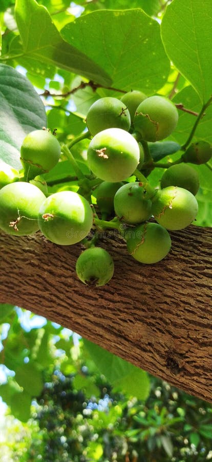 181 Cluster Fig Flower Stock Photos - Free & Royalty-Free Stock Photos ...