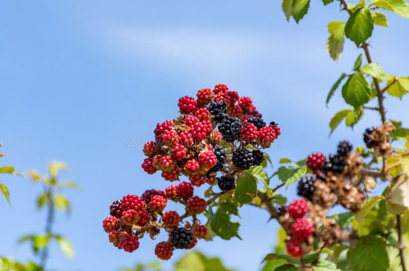 Close-up Shot of a Cluster of Red and Black Blackberries Growing in the ...