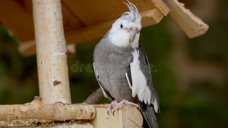 Close-up Shot of a Cockatiel Standing on a Piece of Wood and Tilting ...