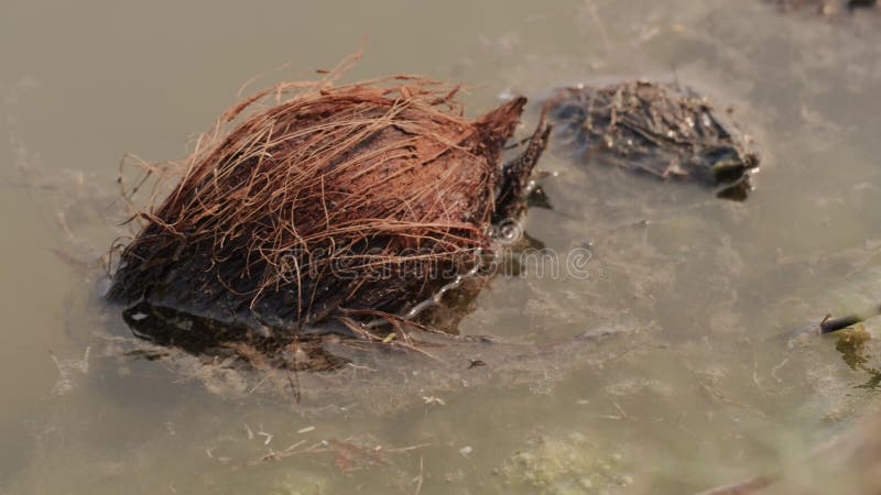 Close Up Shot of a Coconut Floating on Water Stock Footage - Video of ...